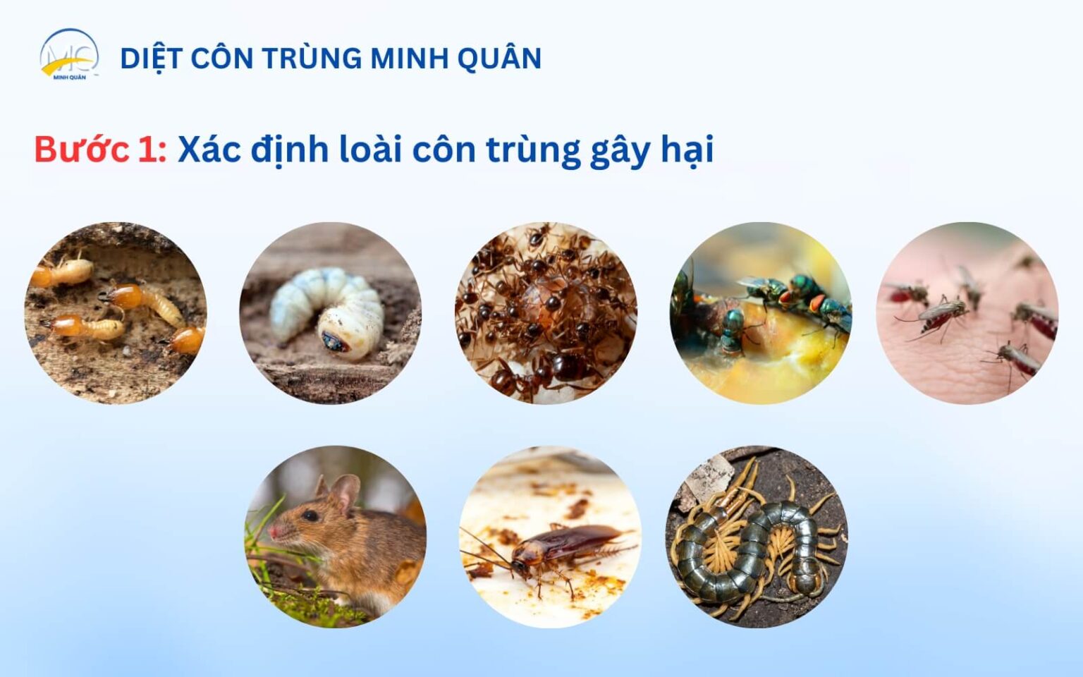 Công ty Diệt Côn Trùng Minh Quân Giá Rẻ Thủ Đức TPHCM